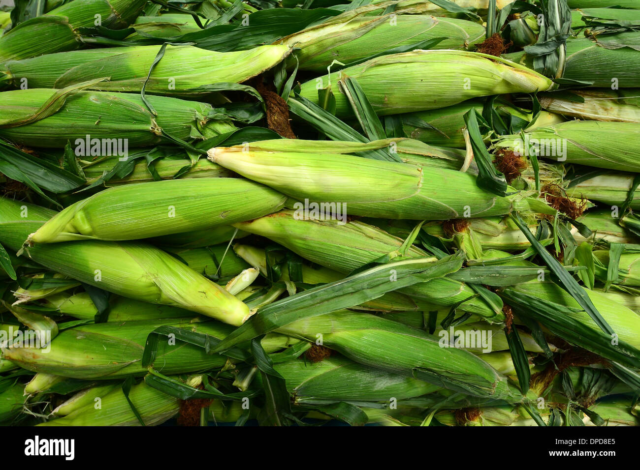 Fresh corn hi-res stock photography and images - Alamy