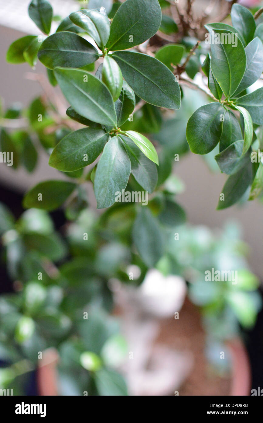Green folliage plant hi-res stock photography and images - Alamy