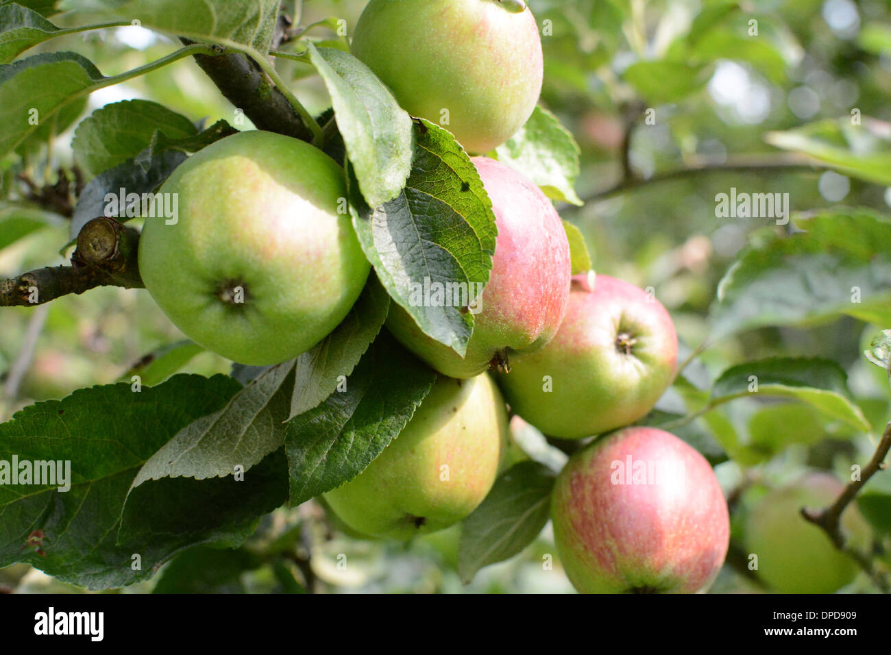 British Garden Apple, red apple, fruit, apple on a tree Stock Photo - Alamy