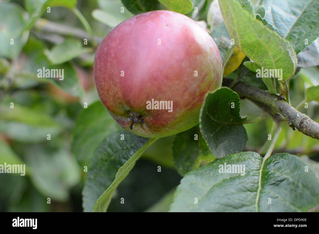 British Garden Apple, red apple, fruit, apple on a tree Stock Photo - Alamy