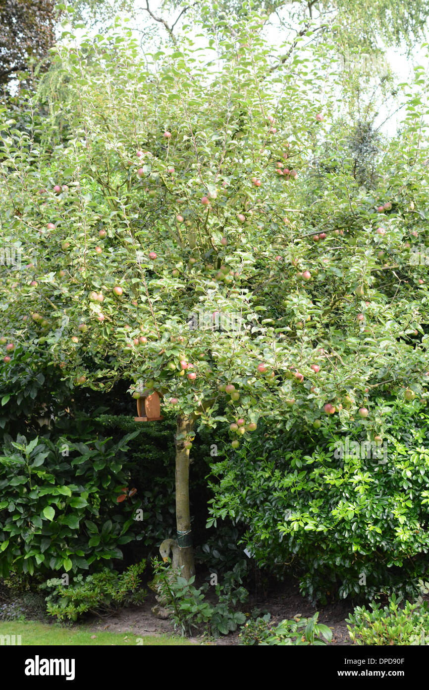 British garden with tree hi-res stock photography and images - Alamy