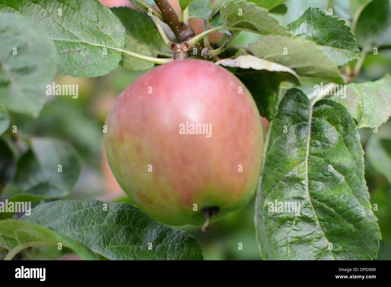 British Garden Apple Stock Photo - Alamy