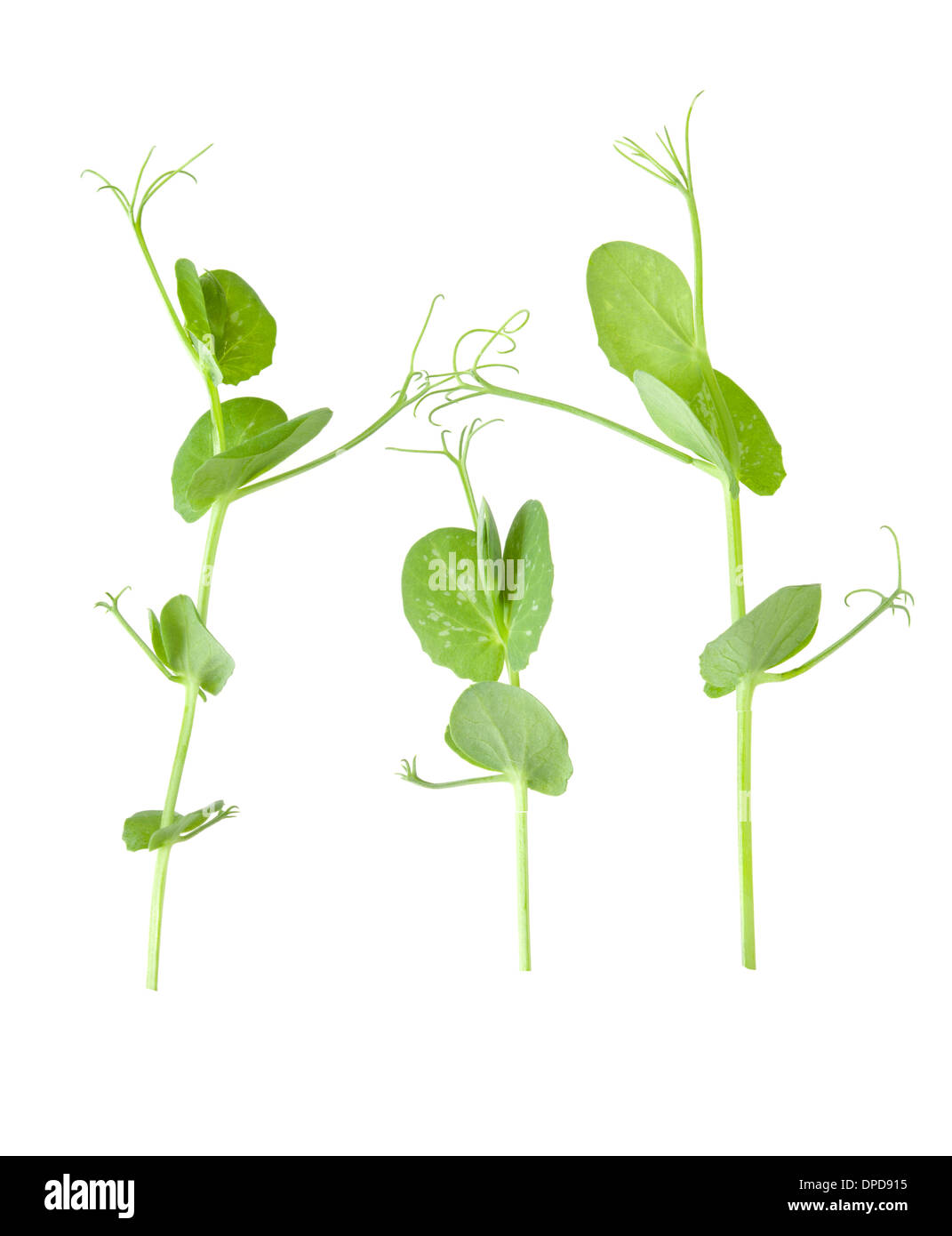 Pea shoot hi-res stock photography and images - Alamy