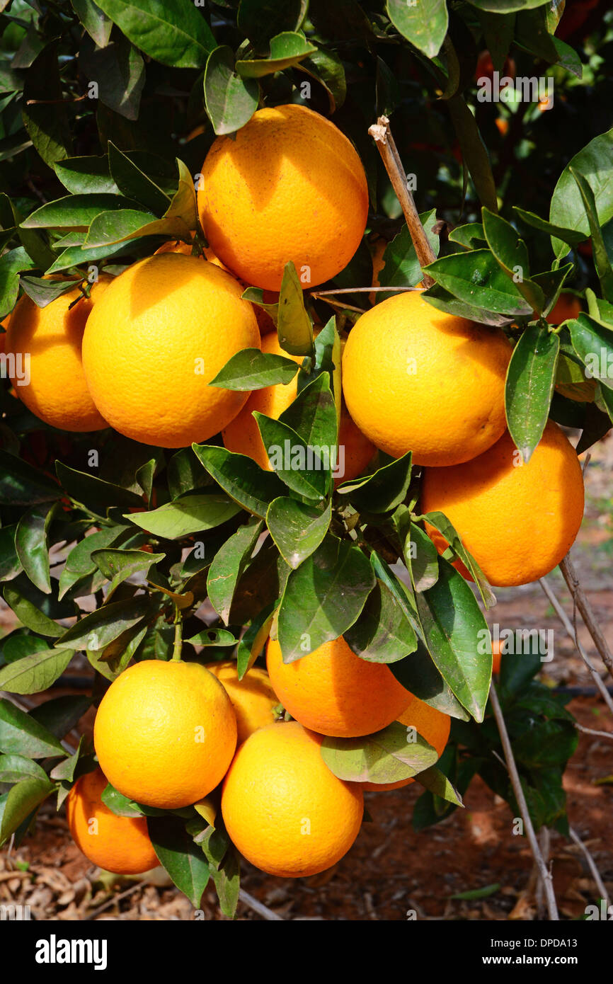 Sunlight falls hi-res stock photography and images - Alamy