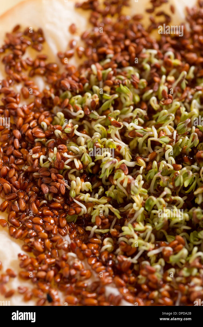 Cress sprouts and seeds, close up Stock Photo - Alamy