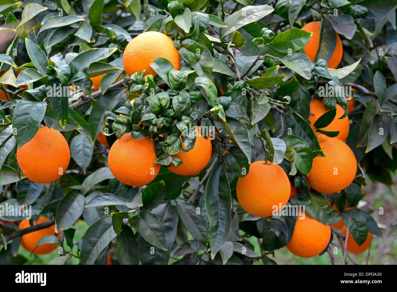 Oranges on Orange Tree Stock Photo - Alamy