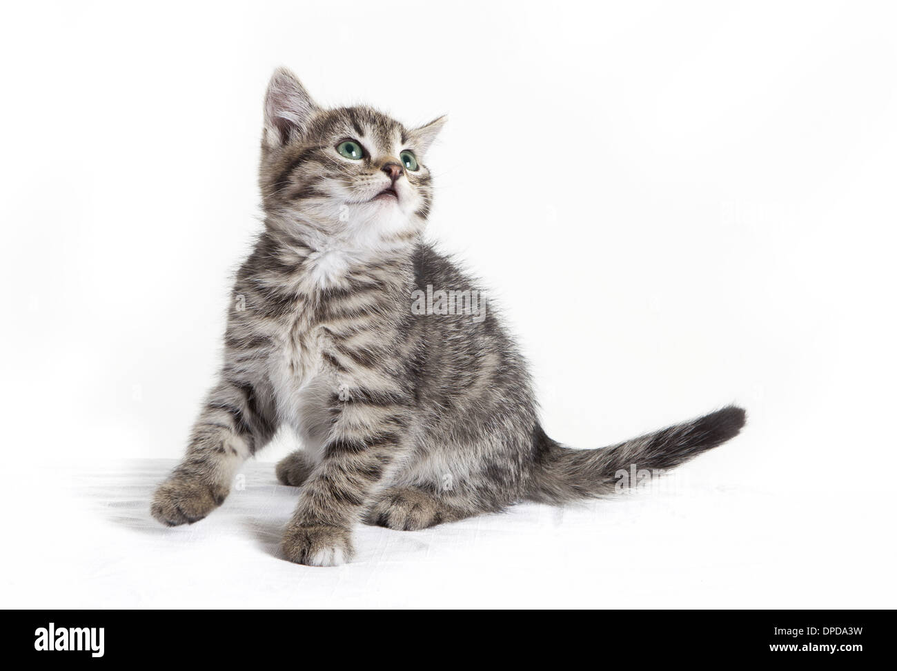 small tabby cat looks, white background, isolated Stock Photo - Alamy