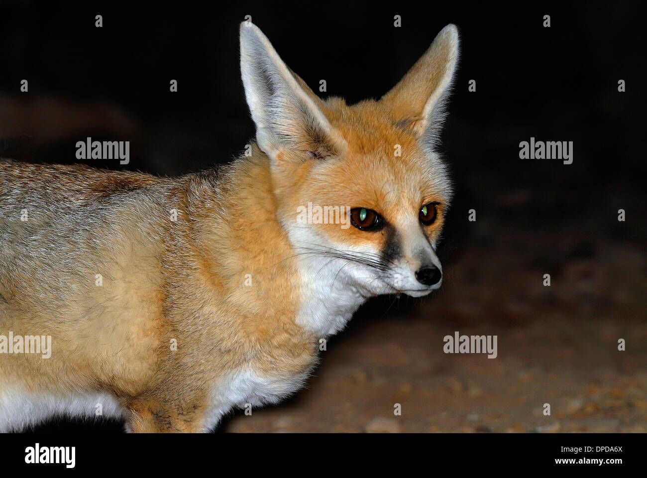 Sand fox, Vulpes rueppelli Stock Photo - Alamy