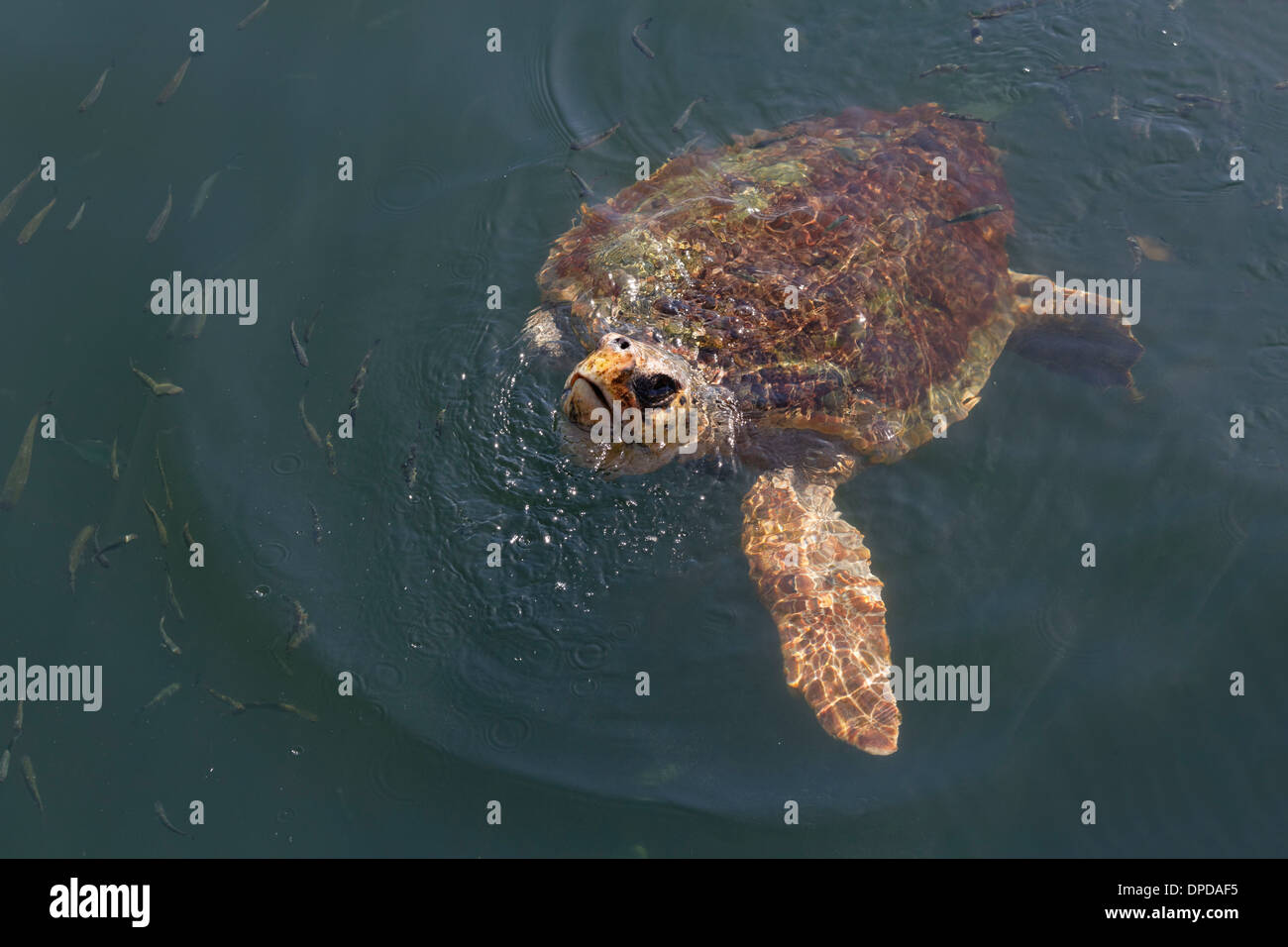 Sea turtle loggerhead hi-res stock photography and images - Alamy