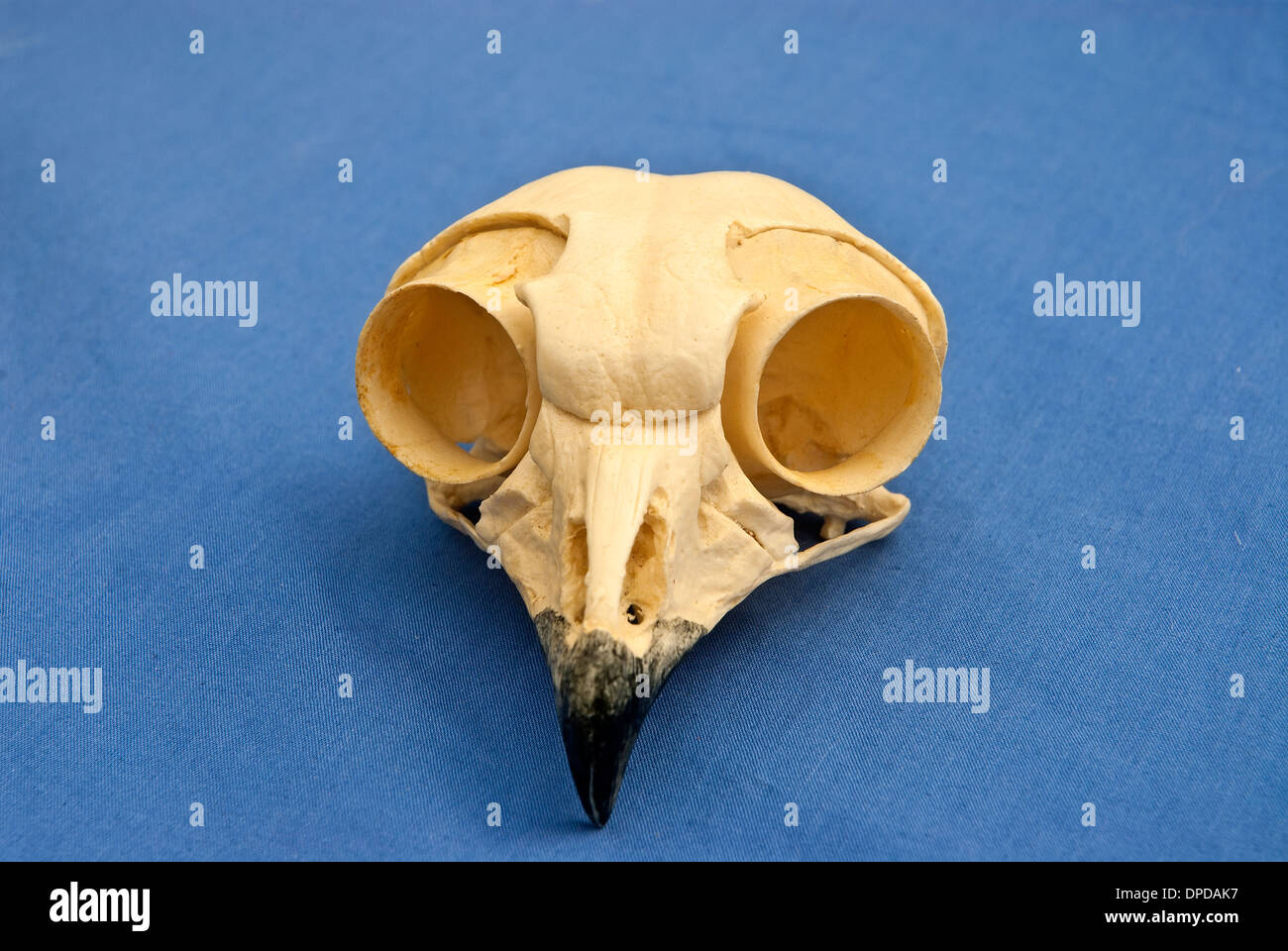 Bird of Prey skull Stock Photo - Alamy