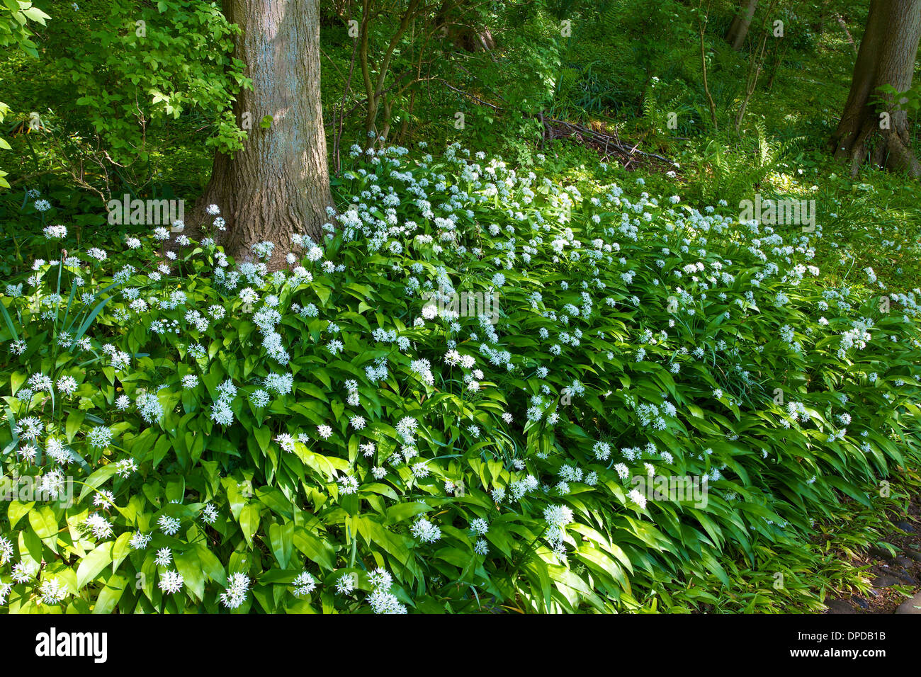 Wild Garlic foilage and flowers below tree trunk Stock Photo - Alamy