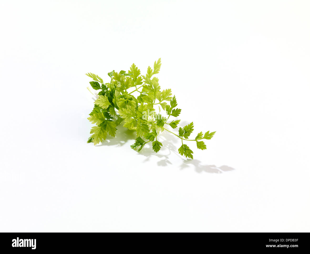 Chervil anthriscus Cut Out Stock Images & Pictures - Alamy