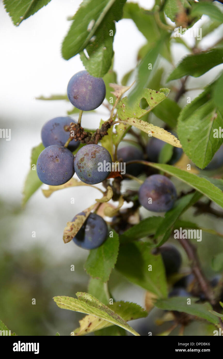 Sloes in tree hi-res stock photography and images - Alamy