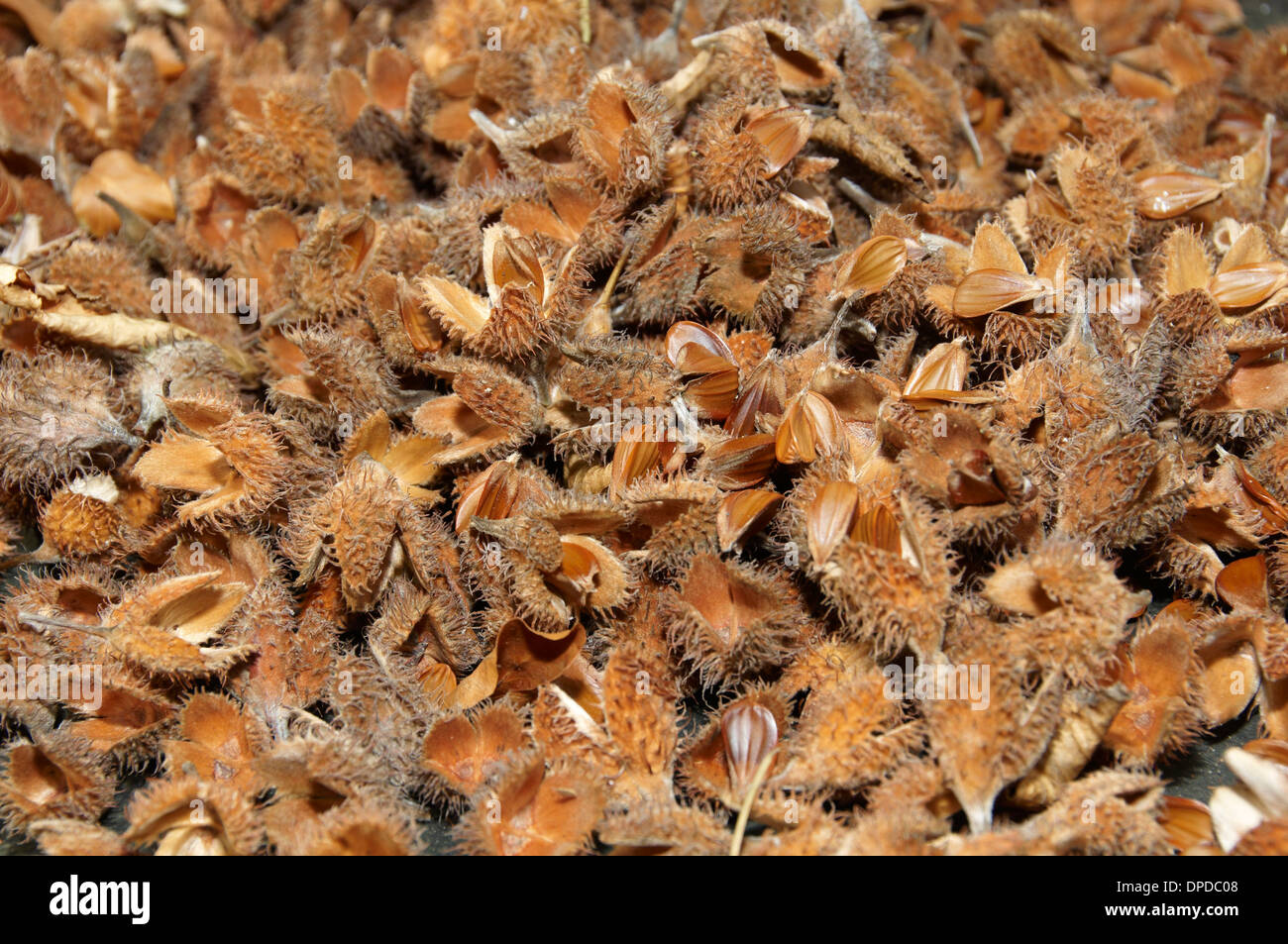 Beech nuts hi-res stock photography and images - Alamy