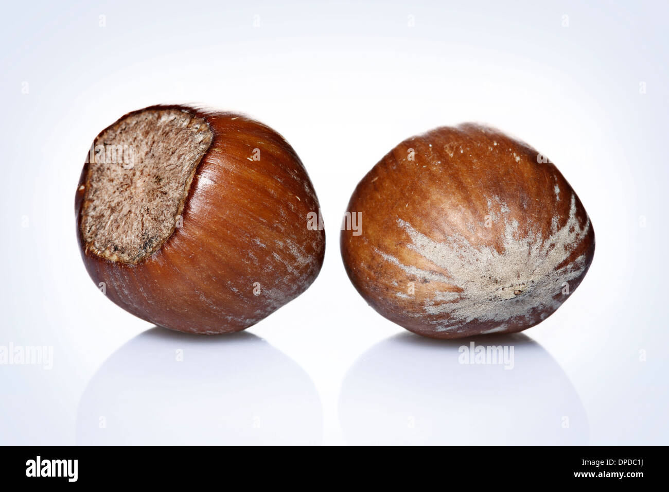 Two hazelnuts hi-res stock photography and images - Alamy