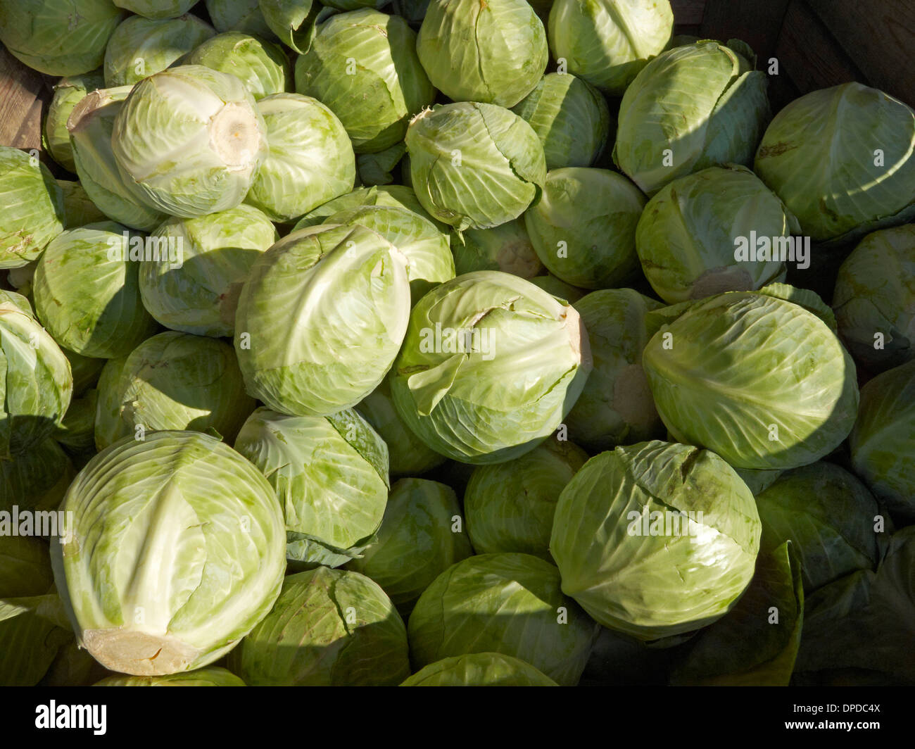 Cabbages White High Resolution Stock Photography and Images - Alamy