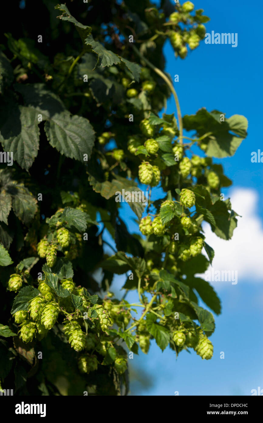 Germany, Munich, Botanical garden, Hops Stock Photo - Alamy