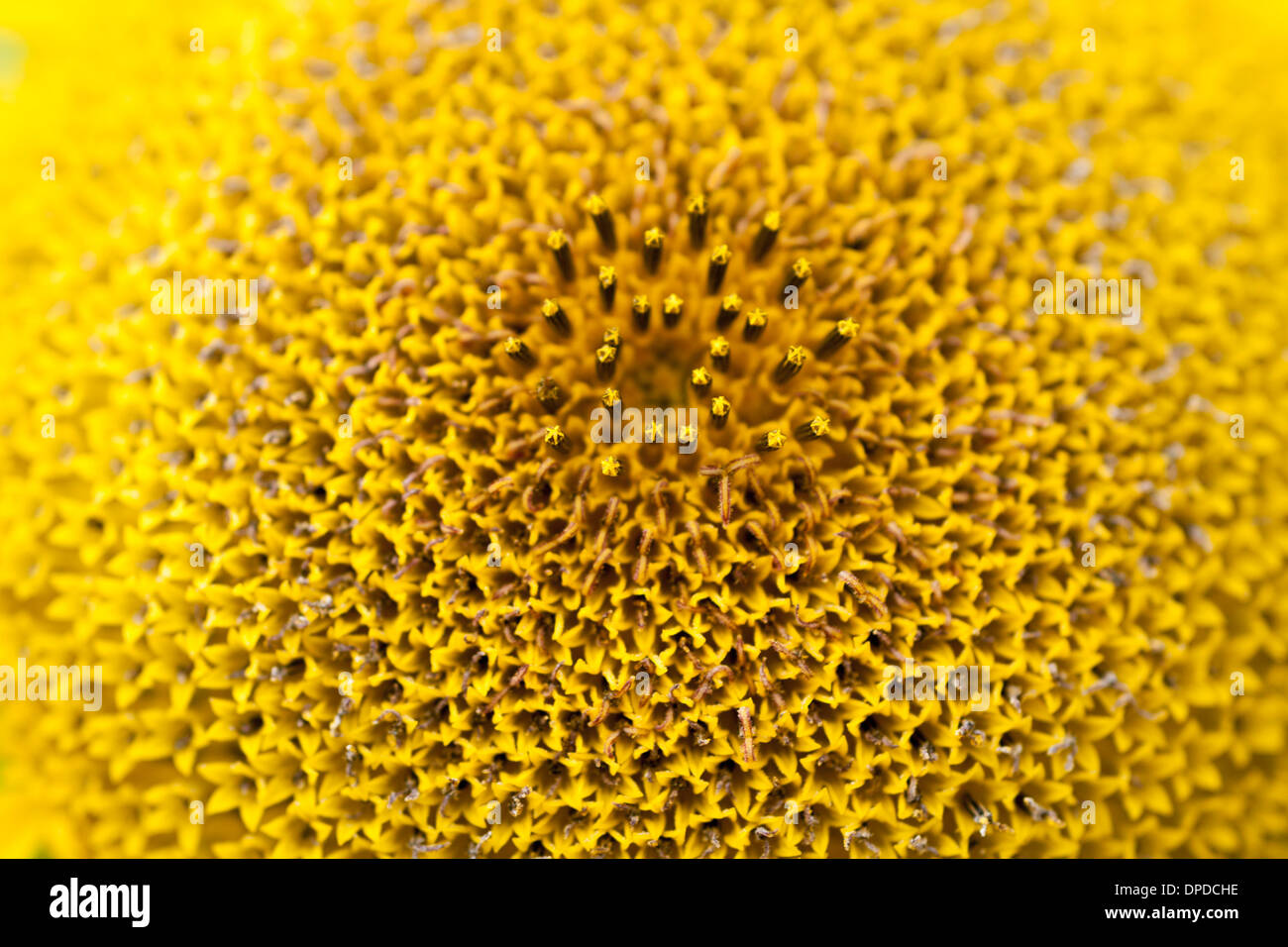 Helianthus annuus macro hi-res stock photography and images - Alamy