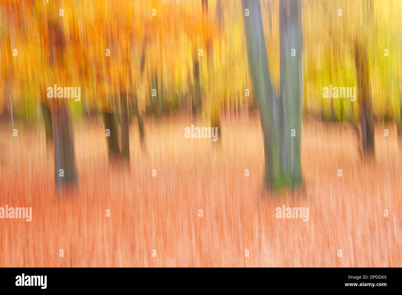Abstract autumn forest hi-res stock photography and images - Alamy