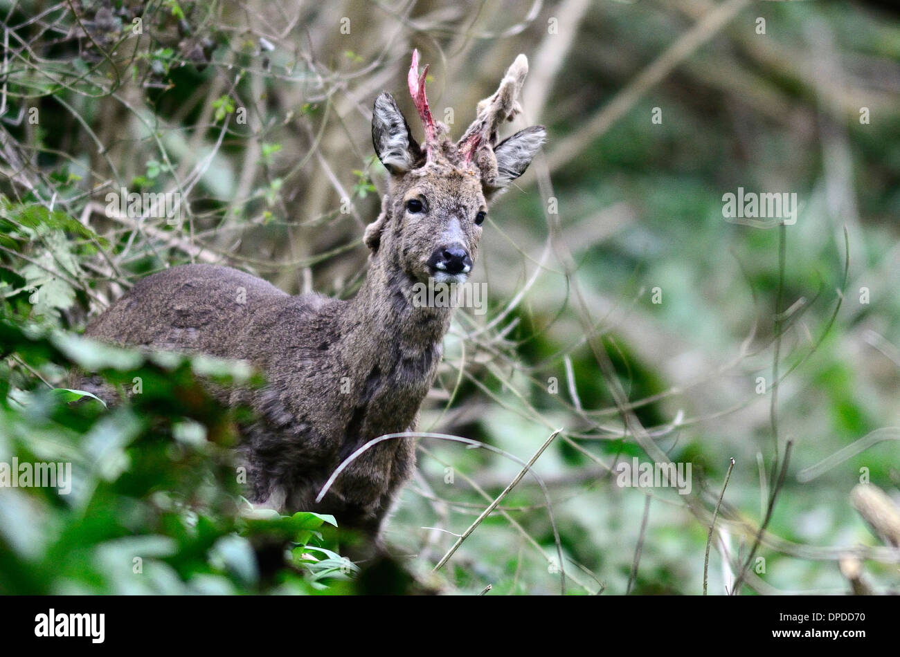 Spring buck hi-res stock photography and images - Alamy