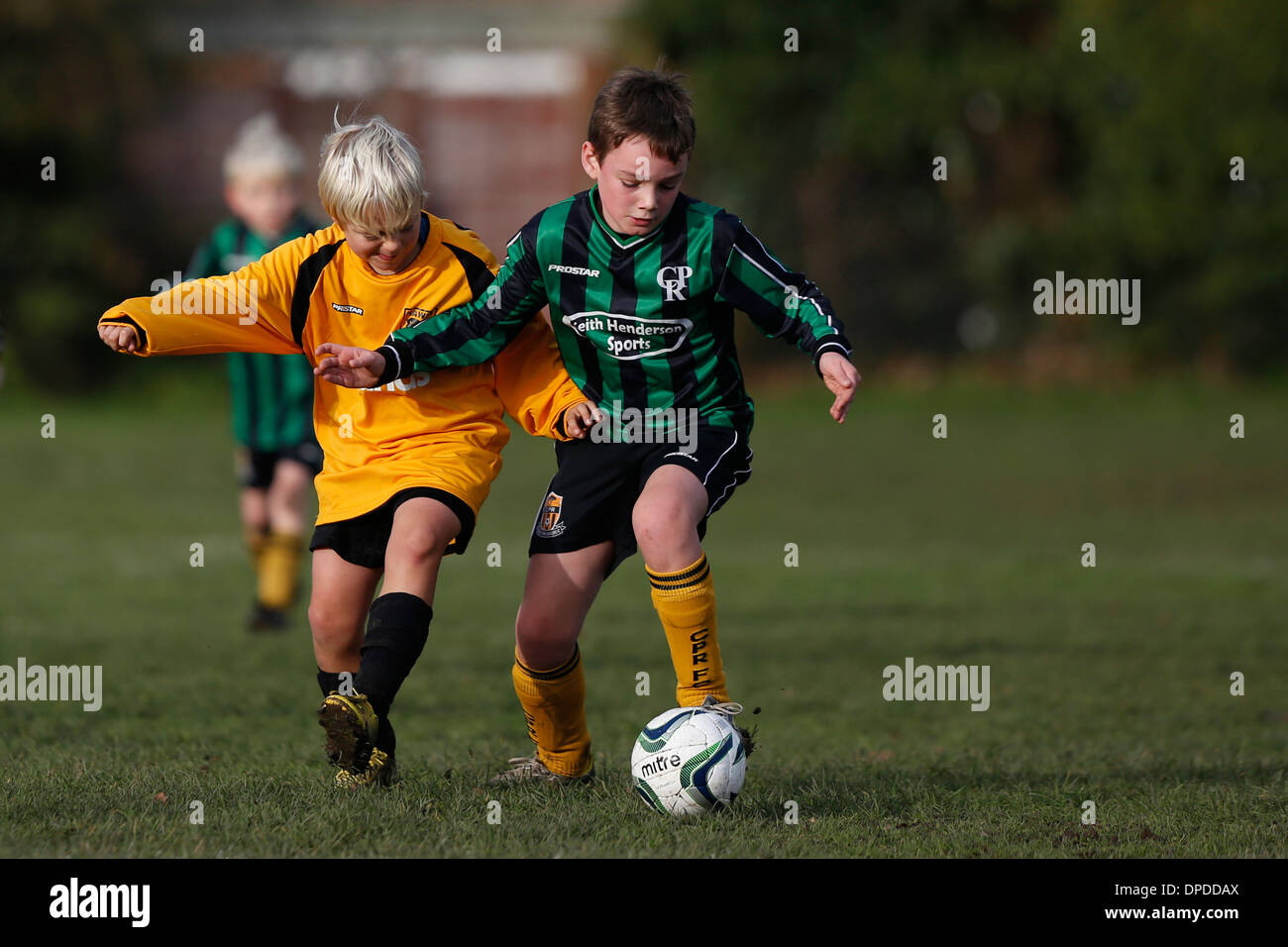Junior falcons hi-res stock photography and images - Alamy