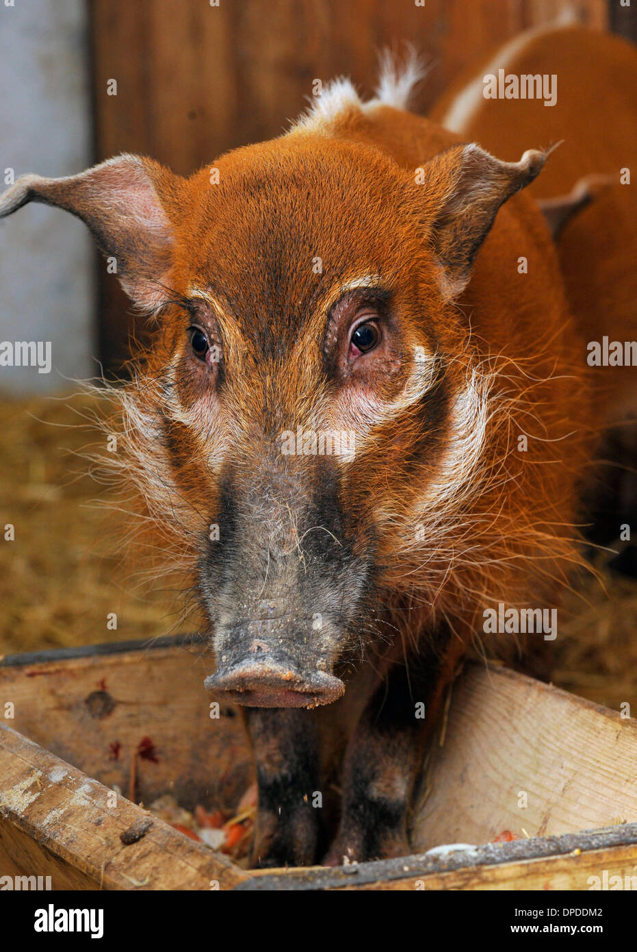 Olomouc Zoo, Czech Republic. 13th Jan, 2014. Two Red River Hog females ...