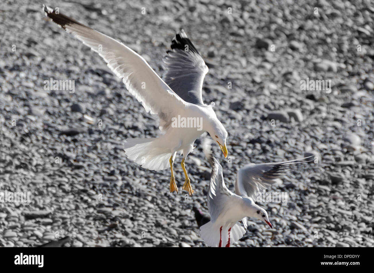 fight between two seagulls in Camogli Stock Photo - Alamy