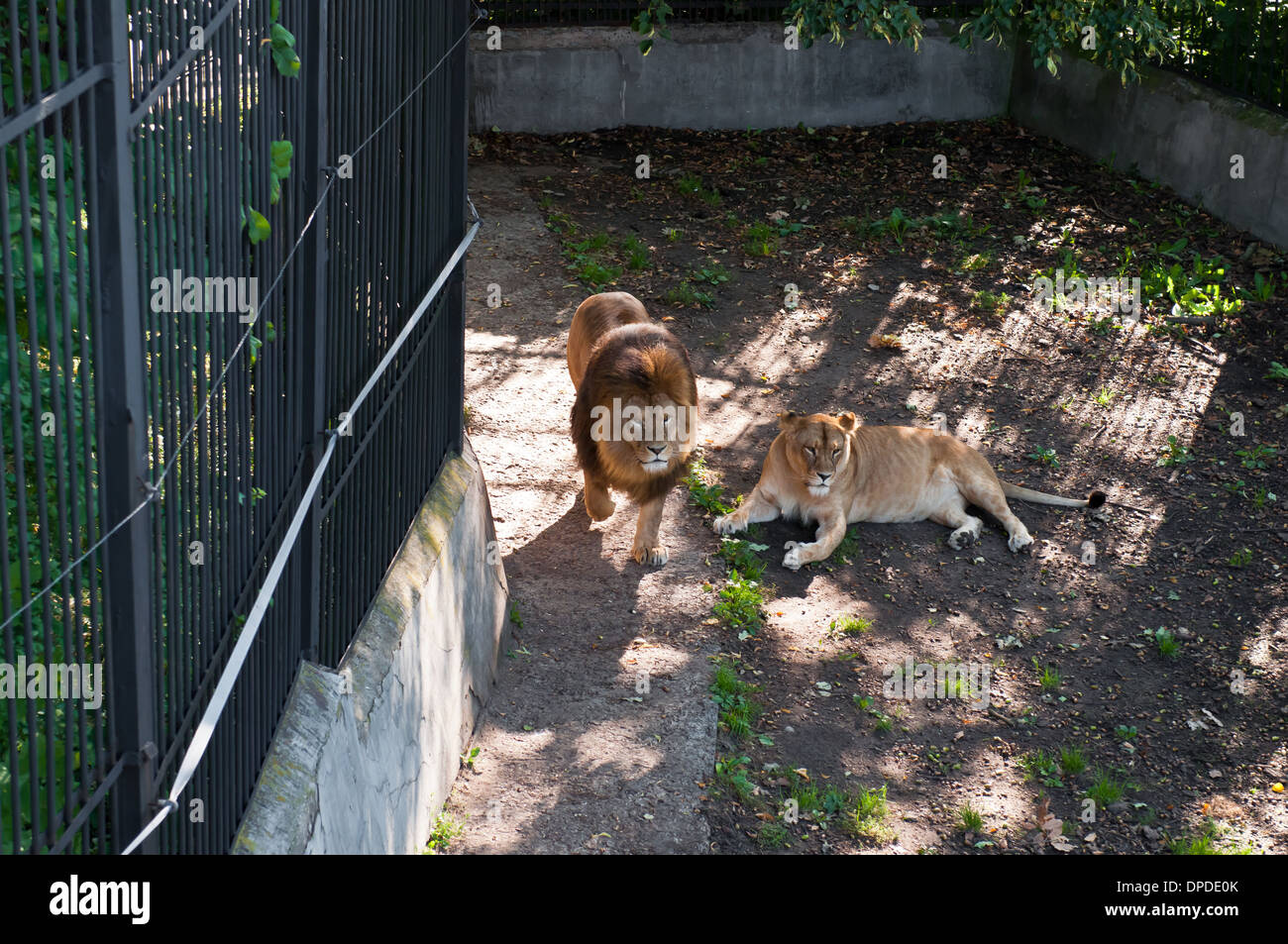 Zoo of kaliningrad hi-res stock photography and images - Alamy