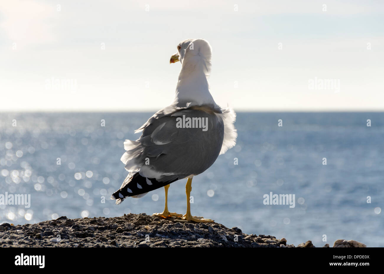 Bird feathers blowing in the wind hi-res stock photography and images ...