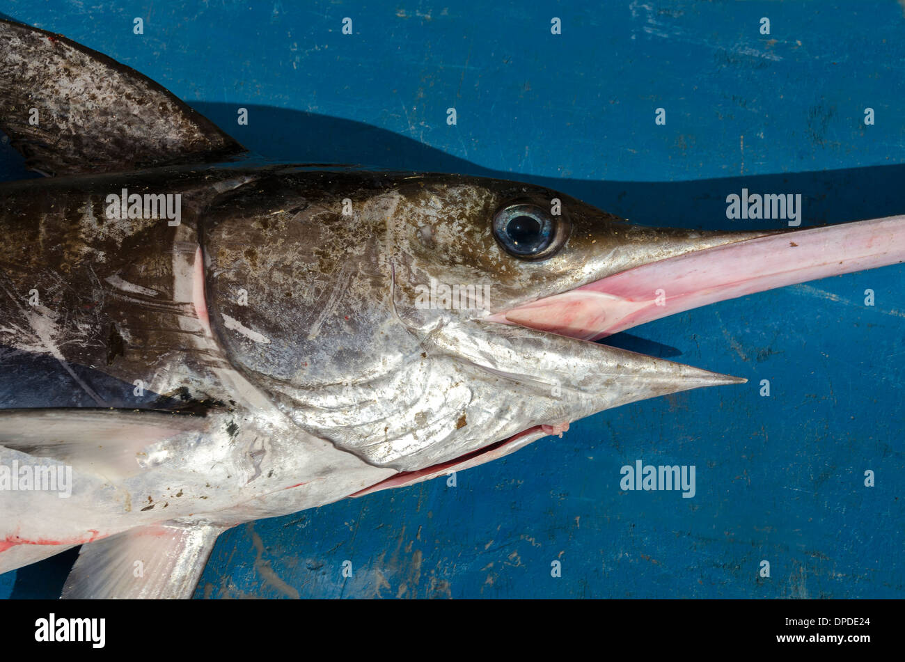 Fish fin hi-res stock photography and images - Alamy