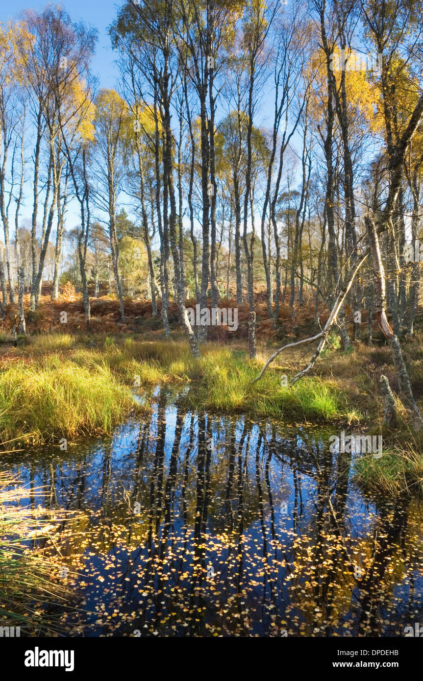 Muir Of Dinnet National Nature Reserve High Resolution Stock ...