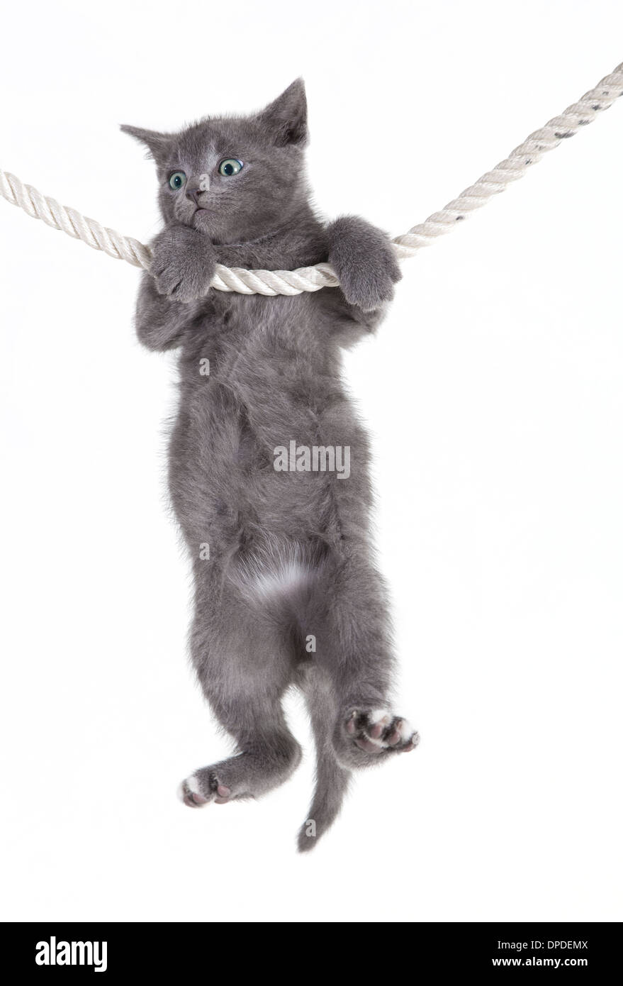small tabby gray cat baby hanging on rope, white background, isolated ...