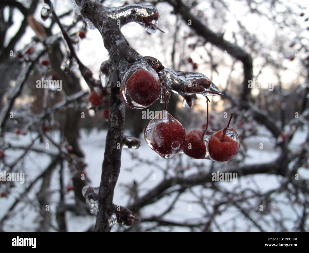 Natures frozen beauty hi-res stock photography and images - Alamy