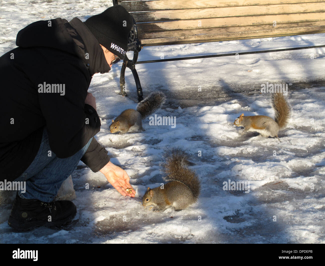 Man feeding squirrel Stock Photo - Alamy