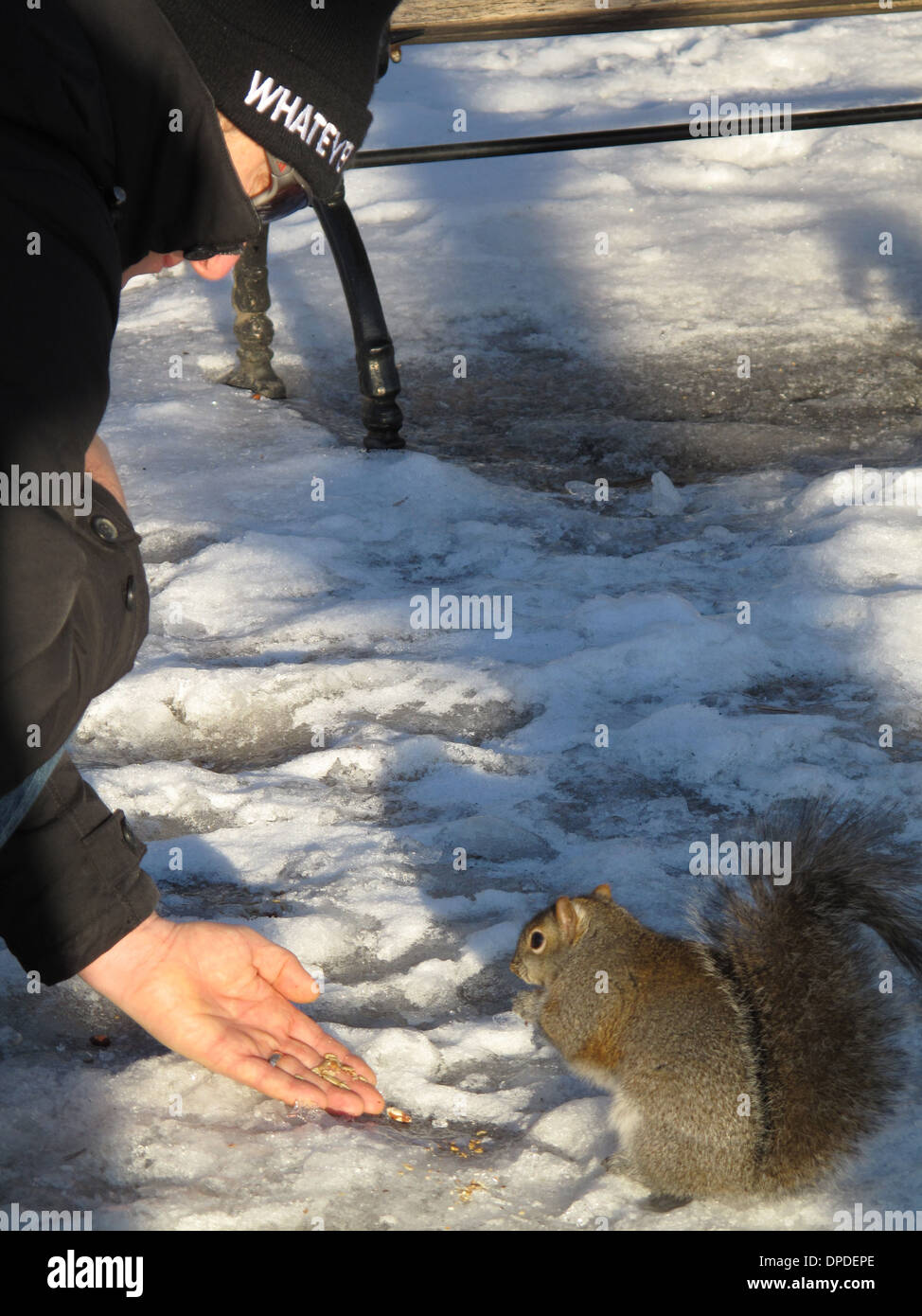 Feeding squirrel hi-res stock photography and images - Alamy