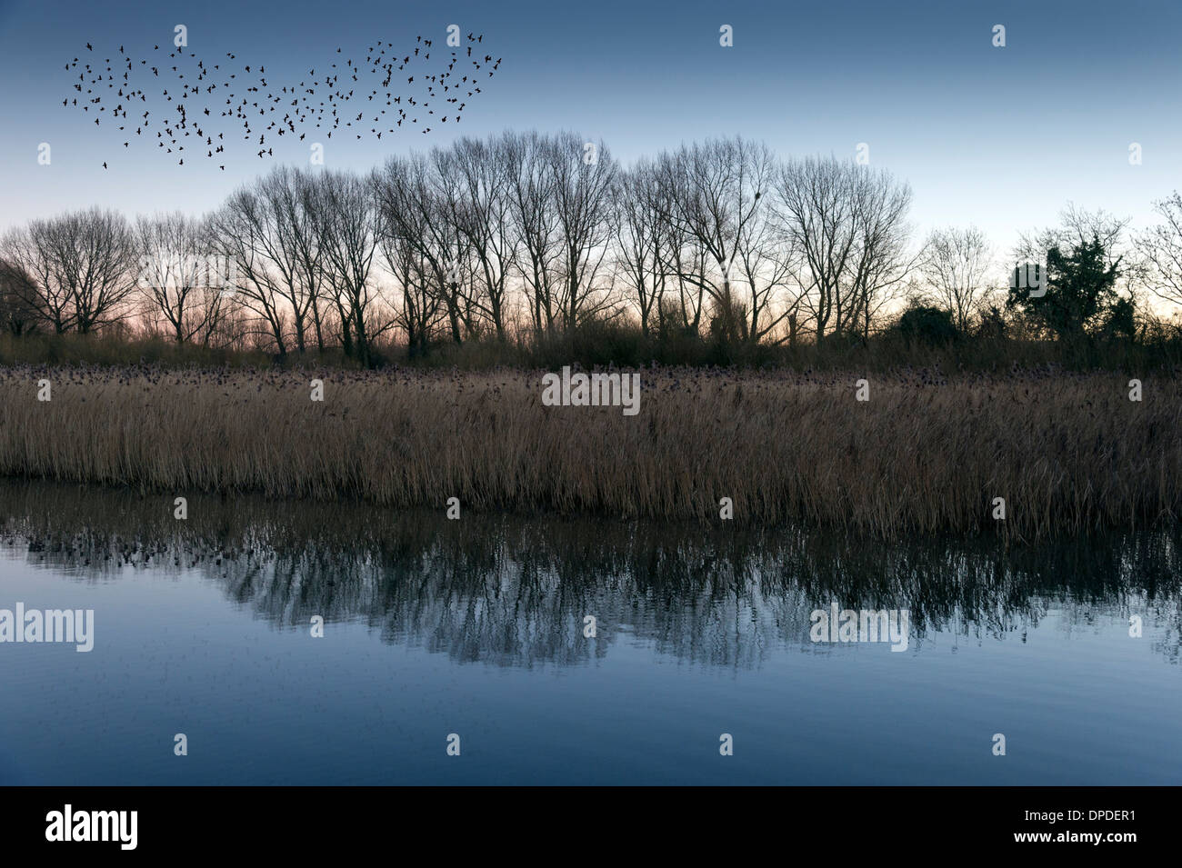 A small murmuration of starlings over Startops End reservoir part of ...