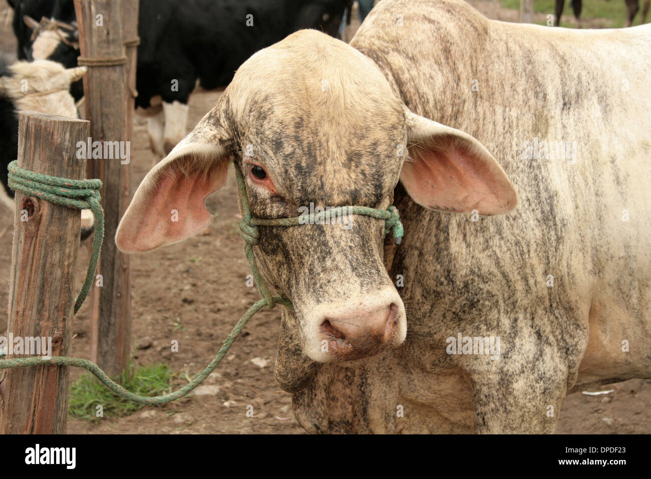 Outdoor farm market hi-res stock photography and images - Alamy