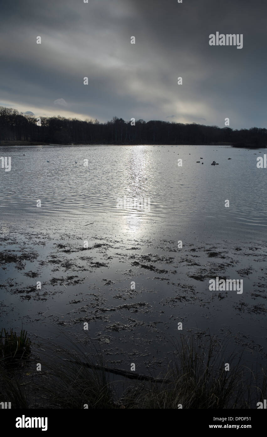 Richmond park winter hi-res stock photography and images - Alamy