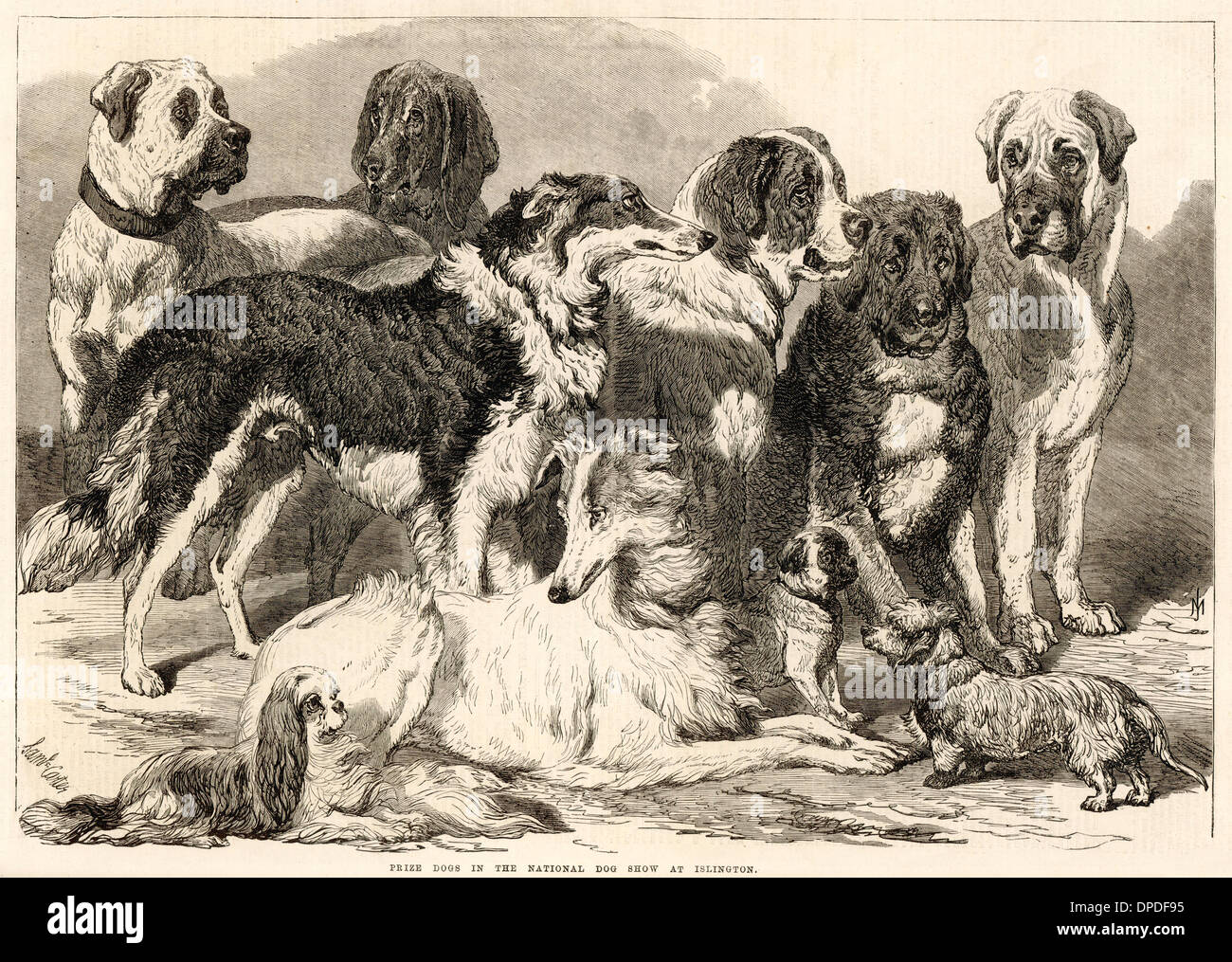 London dog show hi-res stock photography and images - Alamy