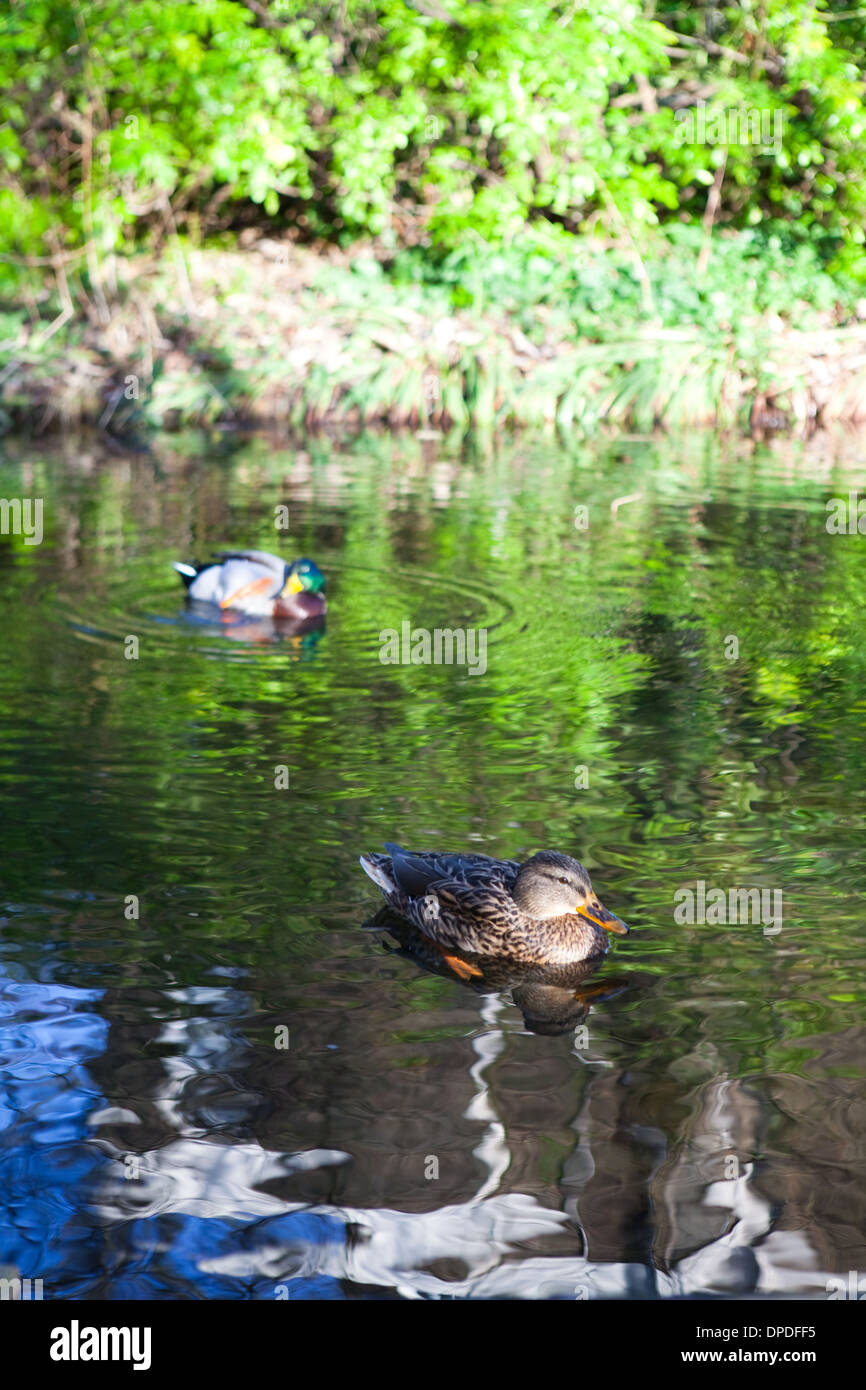 New river walk islington hi-res stock photography and images - Alamy