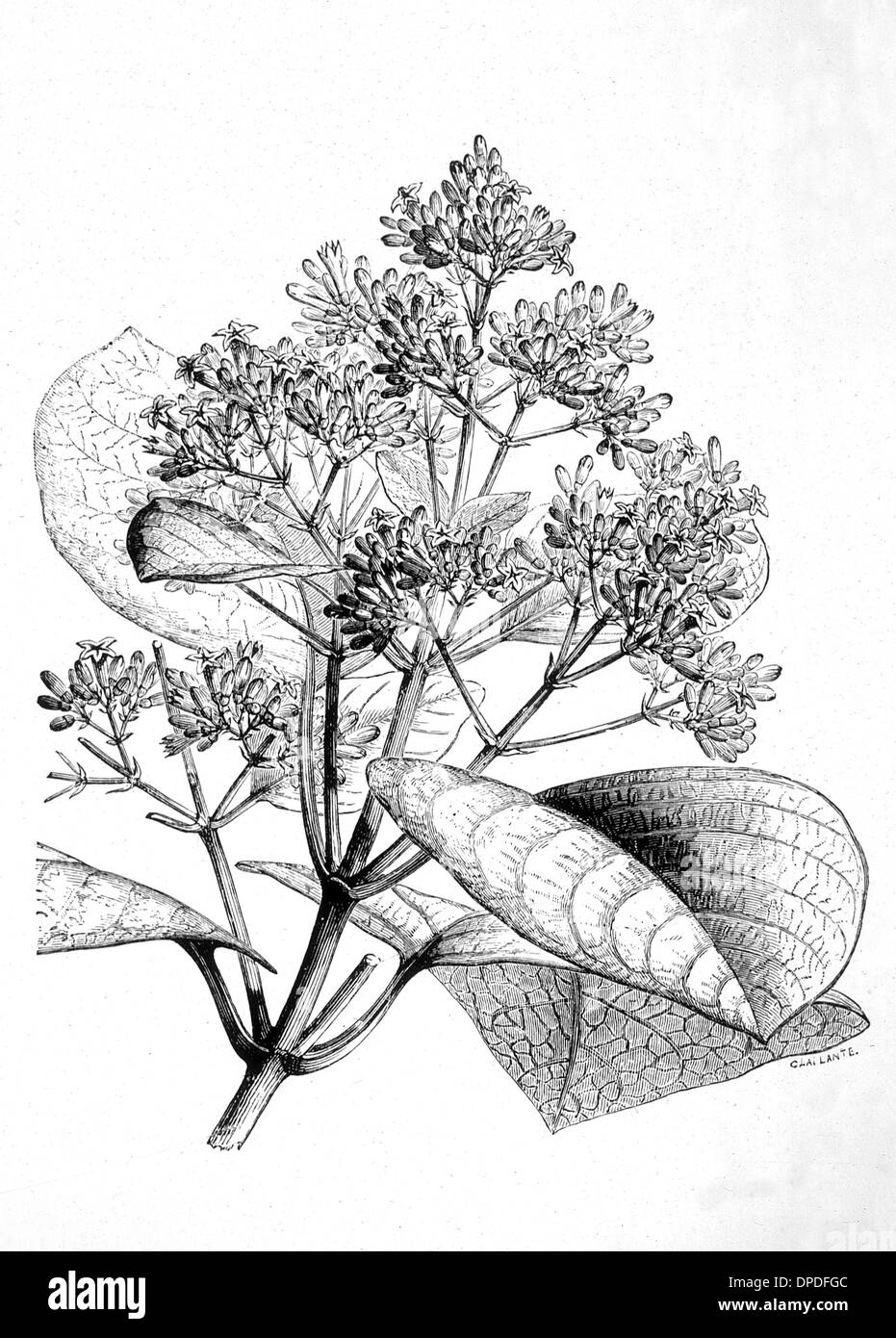 Quinine plant cinchona hi-res stock photography and images - Alamy