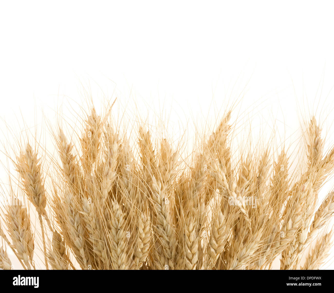 ripe barley ears isolated on white background Stock Photo - Alamy
