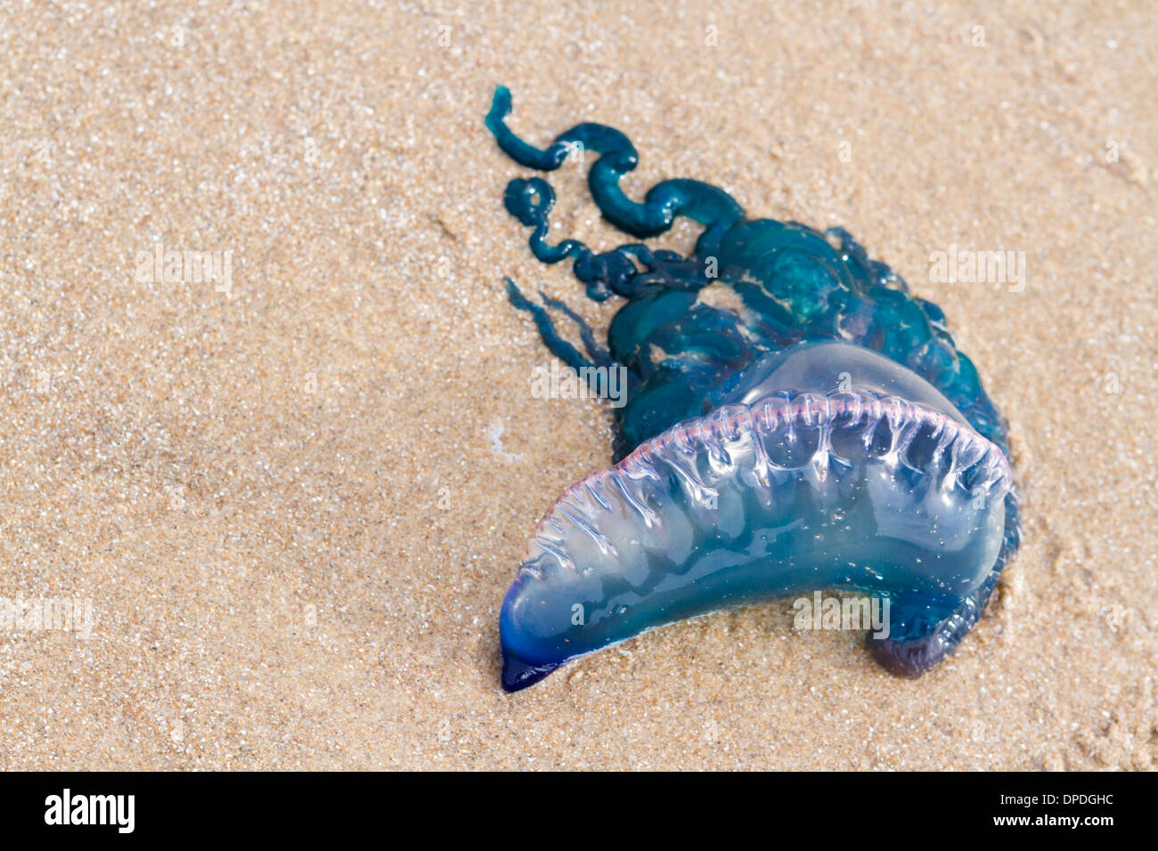 Portufuese man oWar on the weach Stock Photo - Alamy
