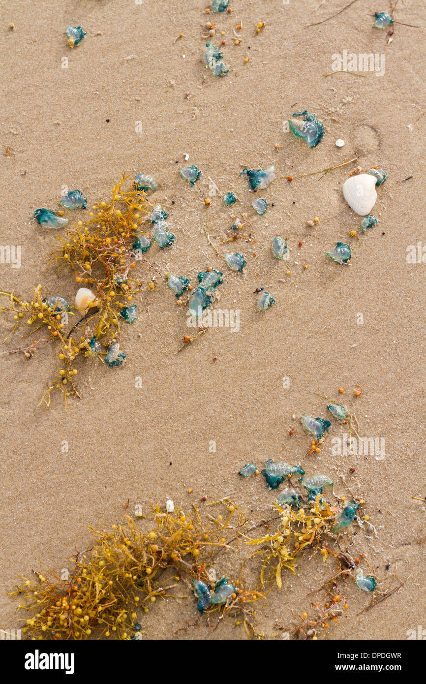 Portufuese man oWar on the weach Stock Photo - Alamy