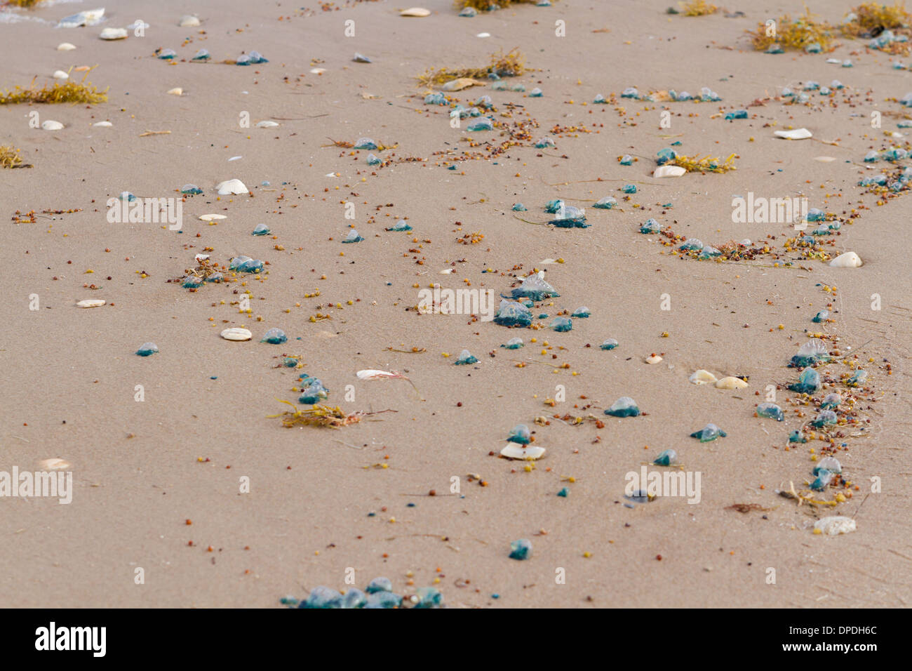 Portufuese man oWar on the weach Stock Photo - Alamy