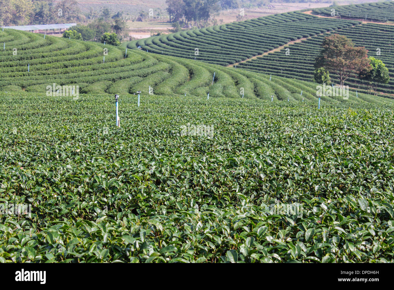 Tea field hi-res stock photography and images - Alamy