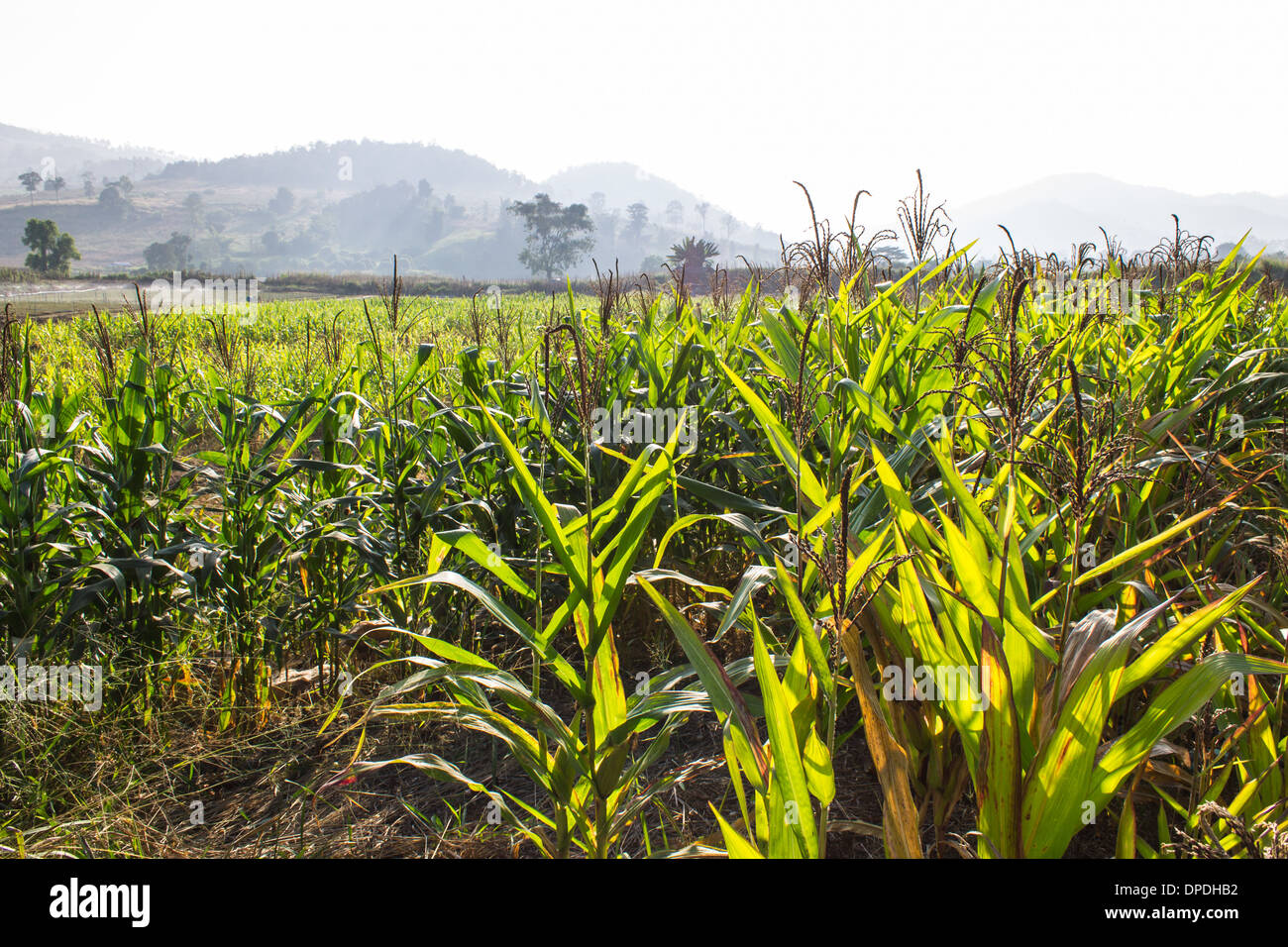 Corn farm in Thailand Stock Photo - Alamy