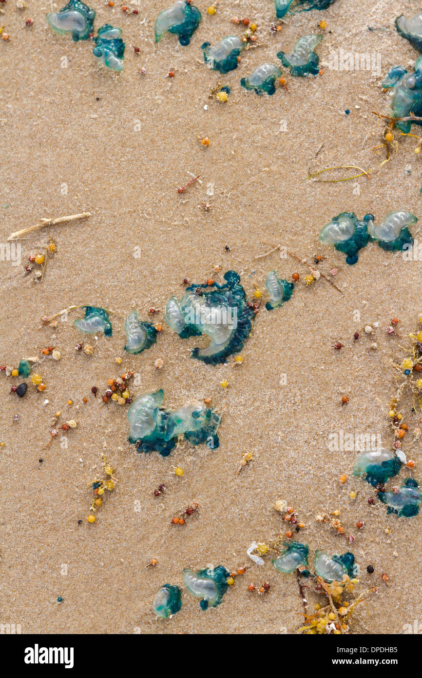 Portufuese man oWar on the weach Stock Photo - Alamy