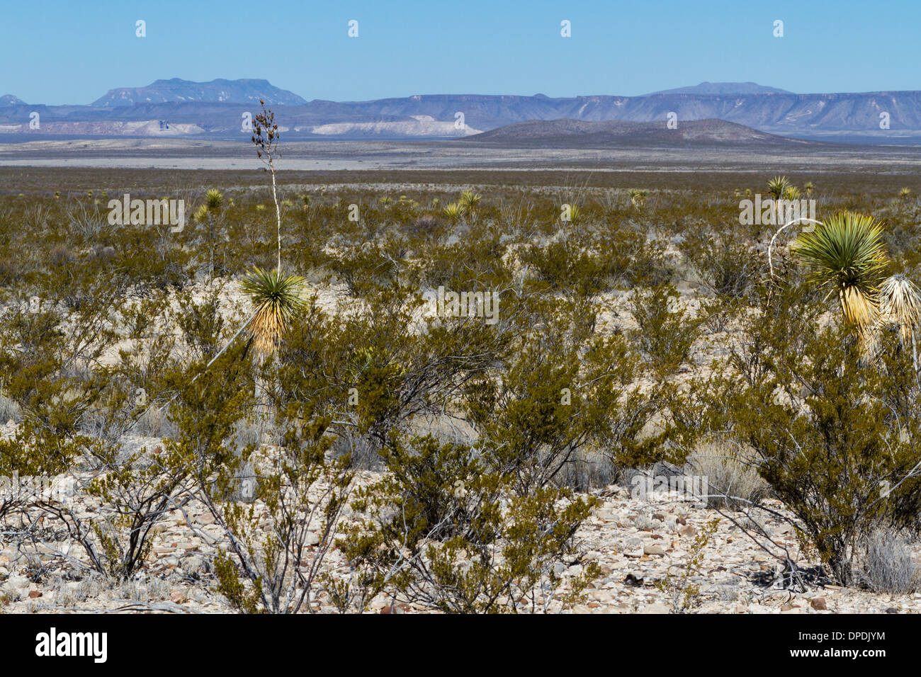 Padre island national park hi-res stock photography and images - Alamy