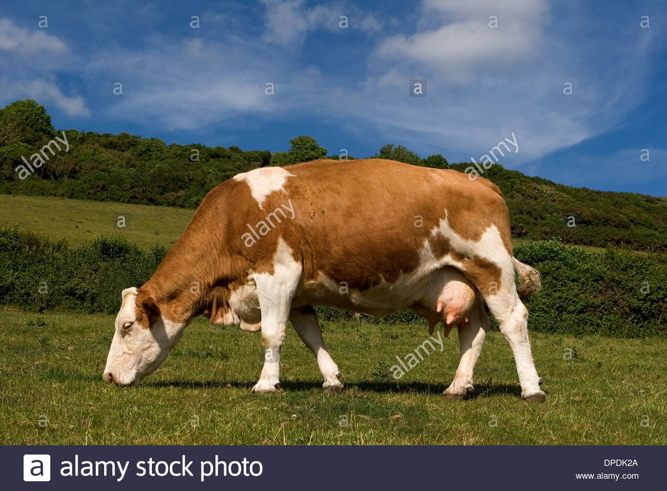 Cow Teats Stock Photos & Cow Teats Stock Images - Alamy